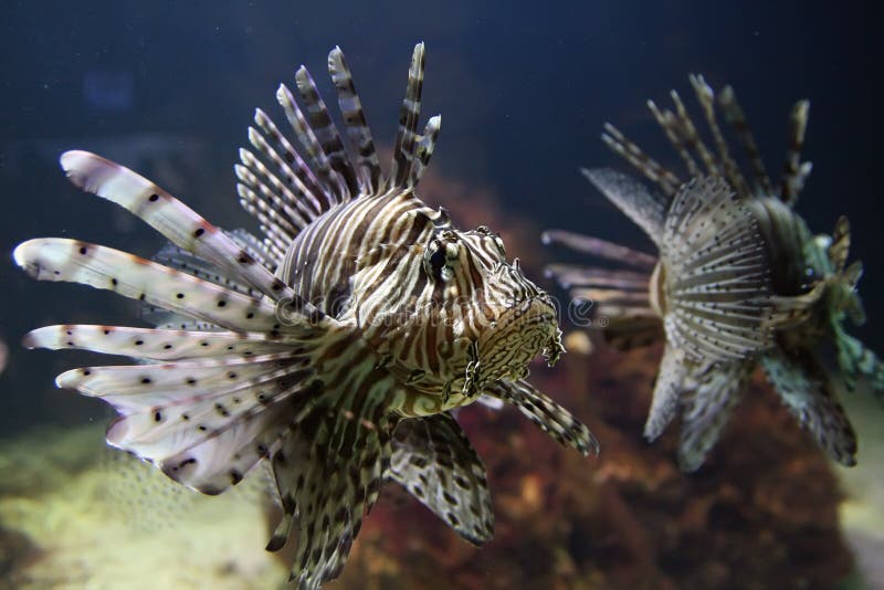 Red Lionfish Picture. Image: 14139721