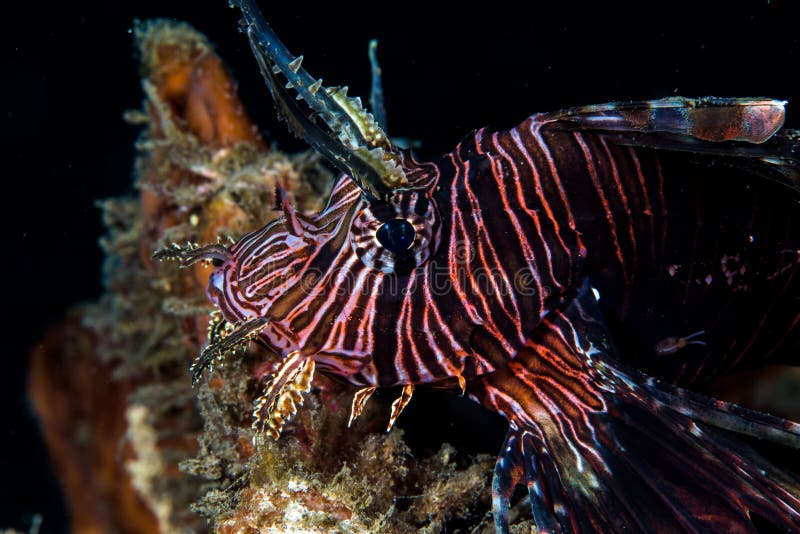 Red lionfish stock image. Image of ocean, macro, diving - 220891633