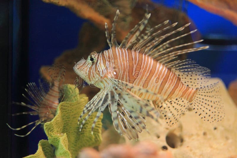 Red lionfish stock image. Image of western, detail, white - 22120397