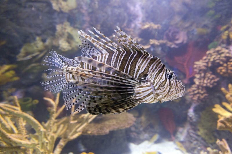 Red Lionfish stock photo. Image of lionfish, white, stripe - 41162716