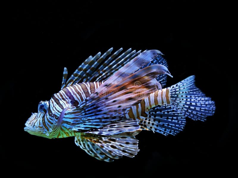 Red lionfish stock illustration. Illustration of organism - 256105857