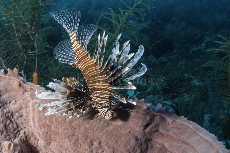 Giant Red LionFish stock photo. Image of island, long - 4485448