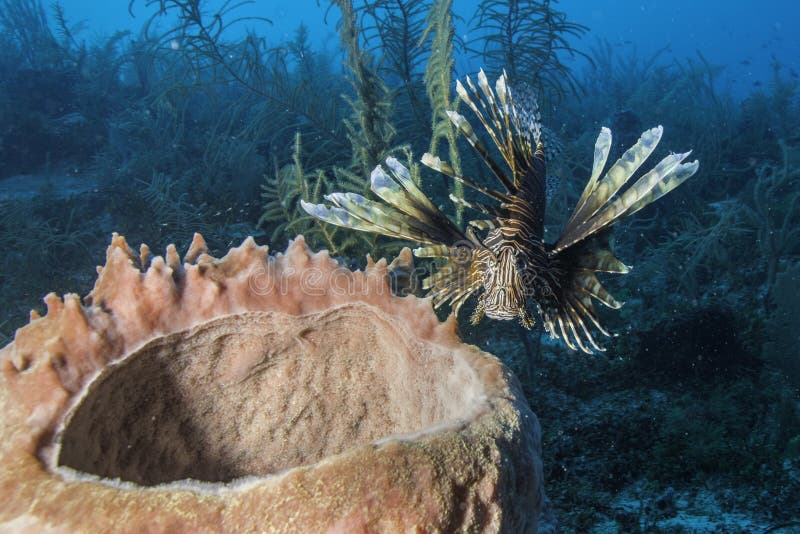 Giant Red LionFish stock photo. Image of island, long - 4485448