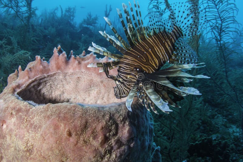 Giant Red LionFish stock photo. Image of island, long - 4485448