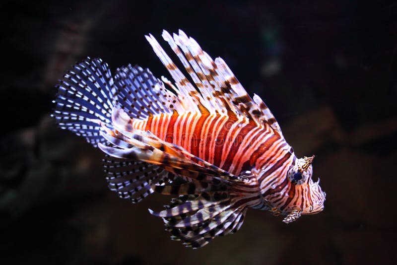 Red Lionfish Illuminated in the Dark Water of an Aquarium Stock Photo ...