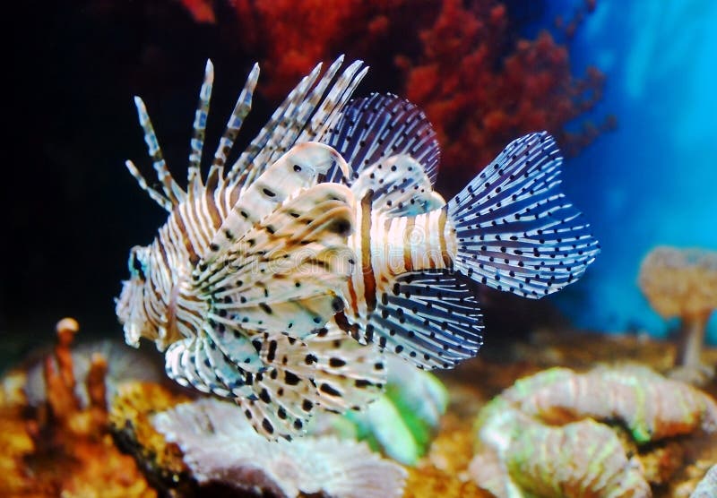 Red Lionfish. Pterois Volitans Stock Photo - Image of underwater ...