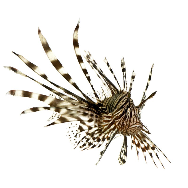 Mimic Octopus Lionfish