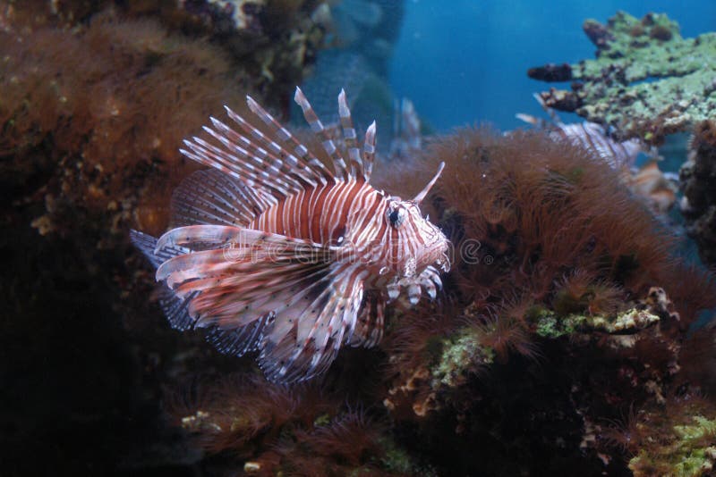 Red Lionfish stock photo. Image of lion, animals, fauna - 47575124