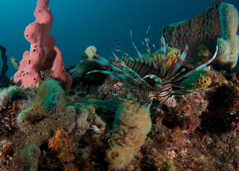 Red Lionfish on a Reef in Florida Stock Image - Image of highhat ...