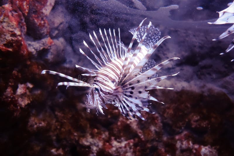 Red Lionfish Underwater Close-up View Stock Photo - Image of natural ...