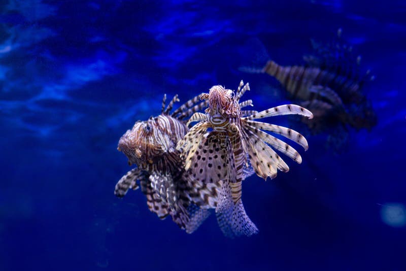 Red Lionfish, Underwater Marine Life. Wildlife Stock Image - Image of ...