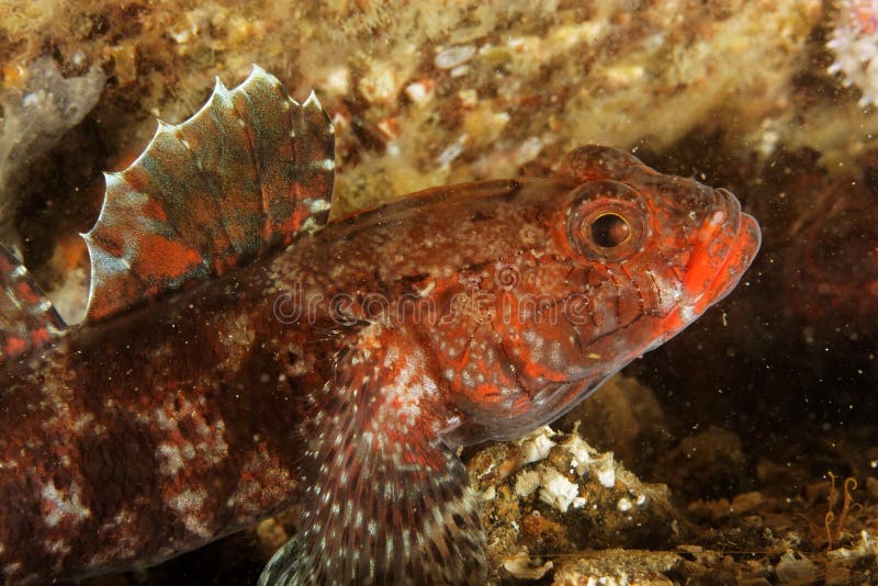 Red-lip Goby (Gobius Cruentatus) - Bay of Brest Stock Photo - Image of ...