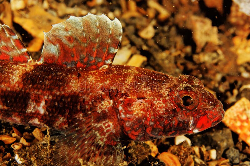 Red lips goby stock image. Image of pontons, fauna, bretagne - 21503693