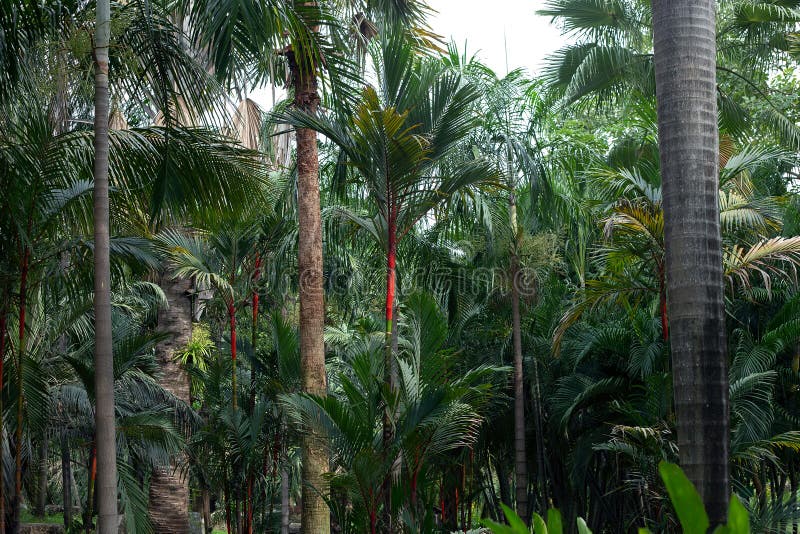 Red Lipstick Palm Trees stock image. Image of tree, nature - 218937273