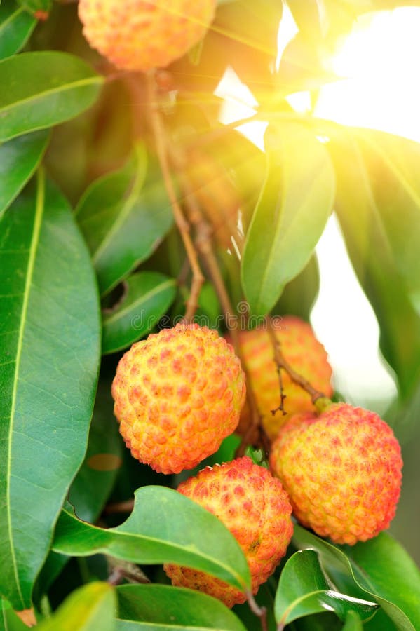 Red litchi fruits at tree stock photo. Image of leaves - 20198168