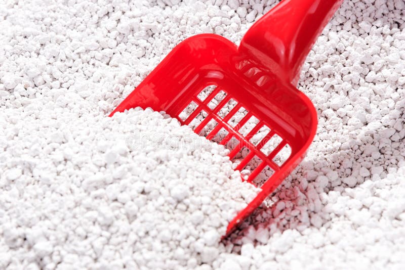 Litter Scoop Inside Cat Litter Box Stock Photo - Image of indoors ...