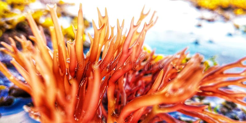 Red Little alga stock photo. Image of beutiful, alga - 200288356