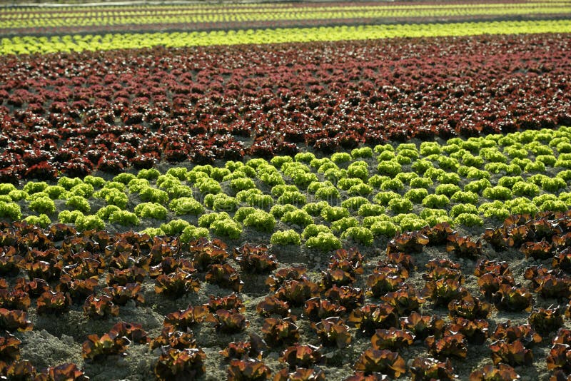 Lettuce stock image. Image of farm, field, landscape, agricultur - 1757213