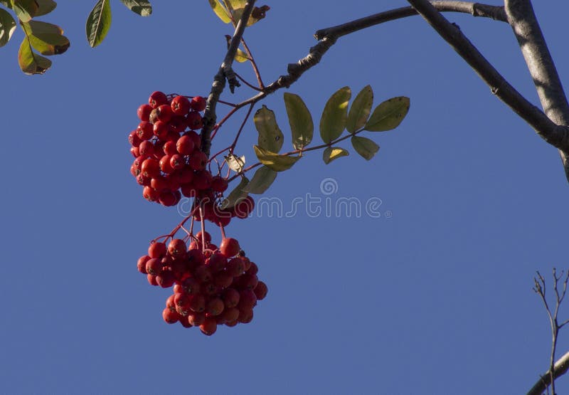 Red Little Berries from a Tree Stock Photo - Image of berries, nature ...
