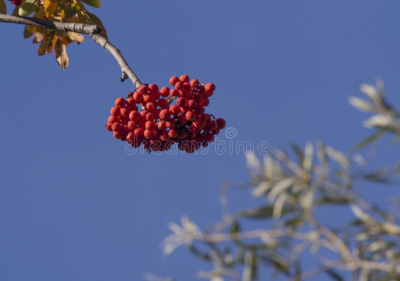 Red Little Berries from a Tree Stock Image - Image of nature, skies ...