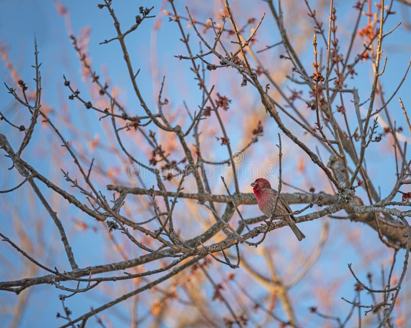 Red Little Bird on the Branches of a Spring Flowering Tree Stock Photo ...