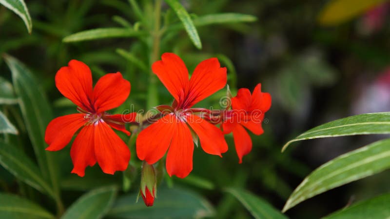 Red Little Firecracker Flower Stock Photo - Image of macau, plant ...