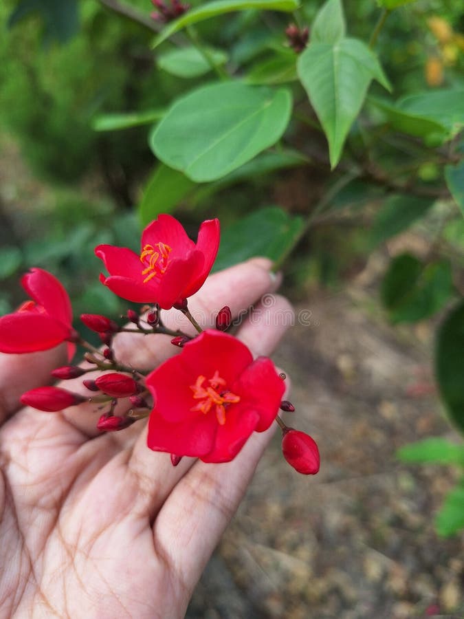 Little flower stock image. Image of nature, beautiful - 69825121