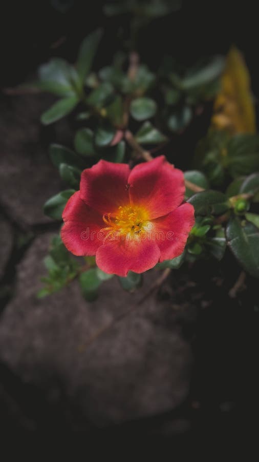 Red Little Flower and Its Green Leaves Stock Photo - Image of petal ...