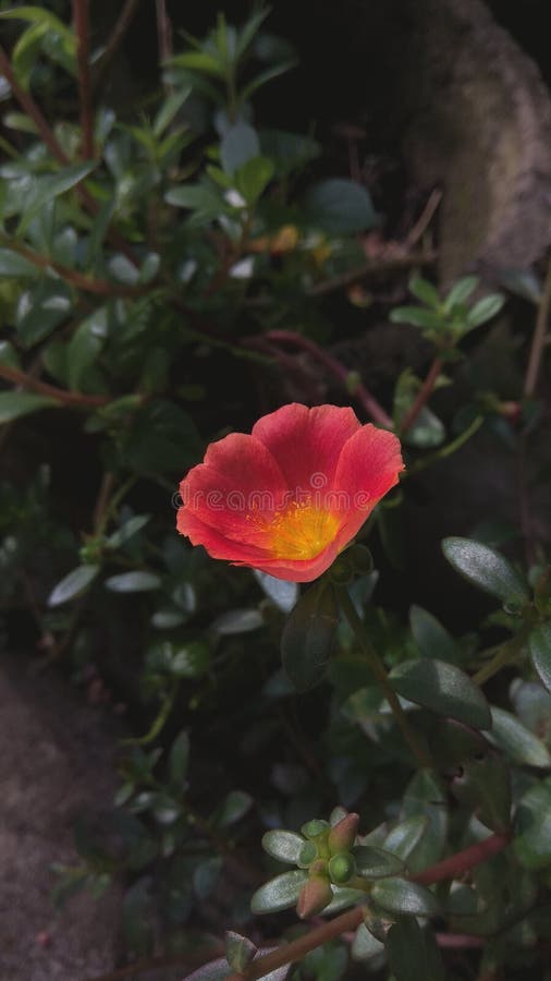 Red Little Flower and Its Green Leaves Stock Photo - Image of tulip ...