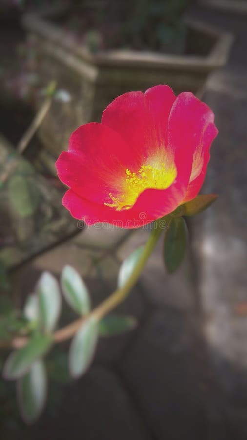 Red Little Flower and Its Green Leaves Stock Image - Image of flower ...