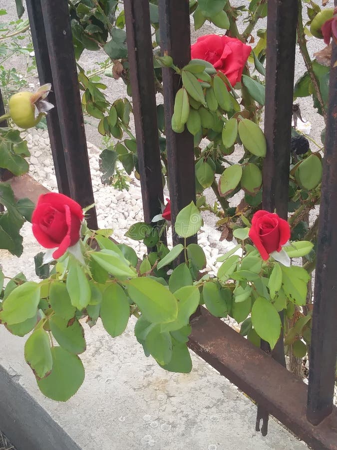 A red little rose stock image. Image of presente, rose - 243256861