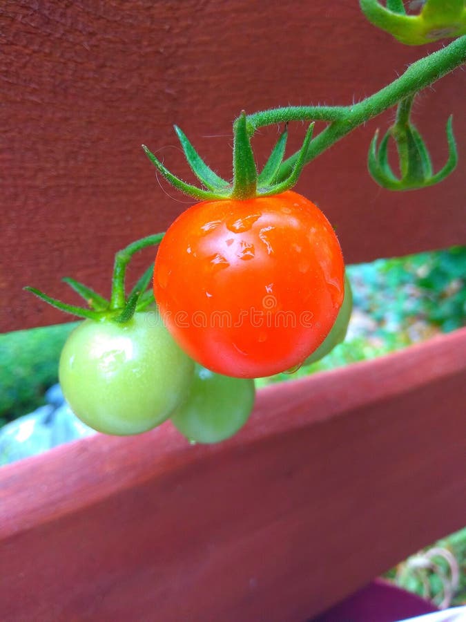 Little tomato plant stock image. Image of agriculture - 52740105