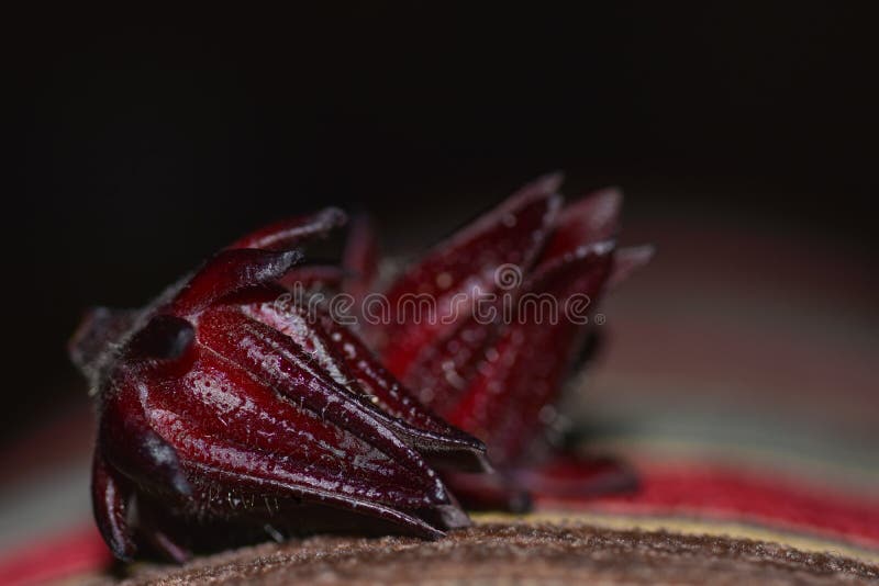 723 Tea Karkade Flowers Stock Photos - Free & Royalty-Free Stock Photos ...