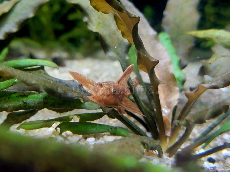 Red Lizard Catfish Swimming through Plants Stock Photo - Image of ...