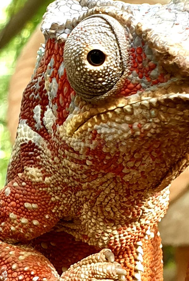 Camillion Stock Photos - Free & Royalty-Free Stock Photos from Dreamstime