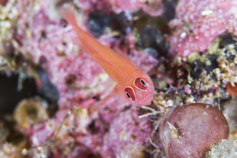 Red lizard fish stock image. Image of activity, deep - 35289263