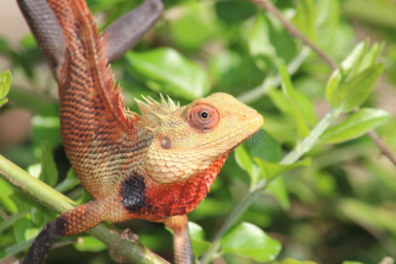 While a Red Lizard is Looking for Food Stock Image - Image of wildlife ...
