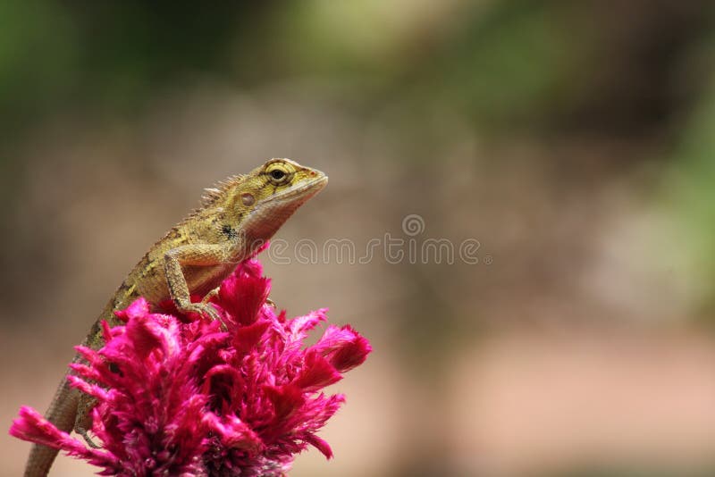 Red lizard in nature stock image. Image of iguana, close - 34833529