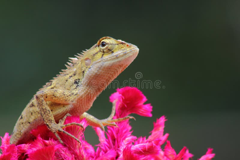 Red lizard in nature stock photo. Image of dragon, gecko - 34834980