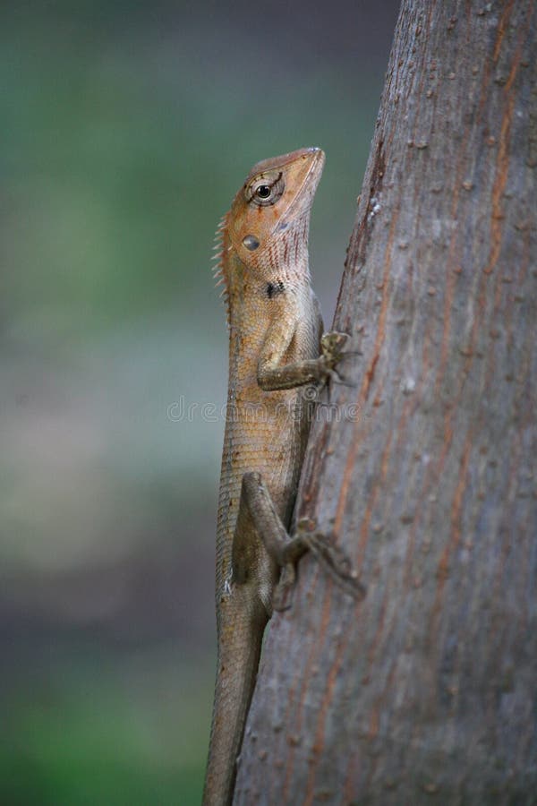 Red lizard on the tree stock image. Image of food, nature - 70917273