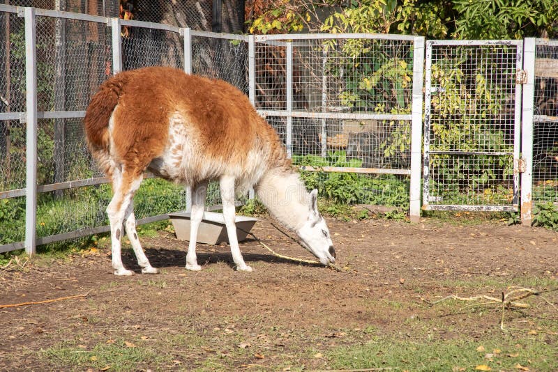 Red Llama in an Aviary Eats Grass Stock Photo - Image of lama, outdoors ...