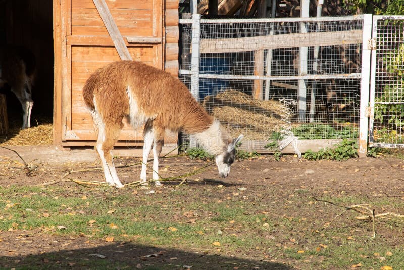 Red Llama in an Aviary Eats Grass Stock Image - Image of livestock ...