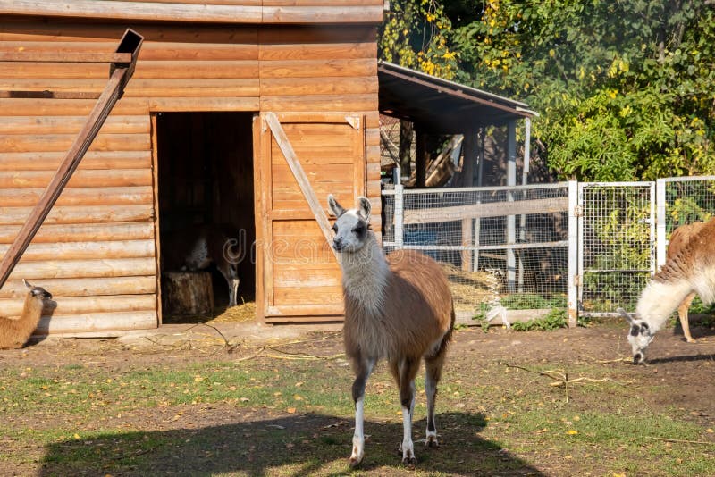 Red Llama in an Aviary Eats Grass Stock Photo - Image of brown, ears ...