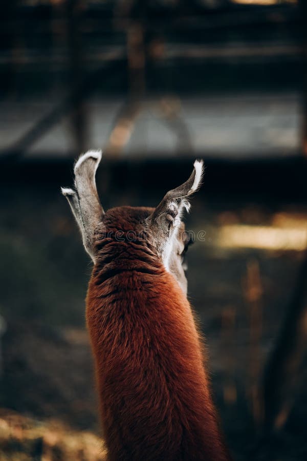 A Red Llama with Big Ears Stands with His Back Stock Photo - Image of ...