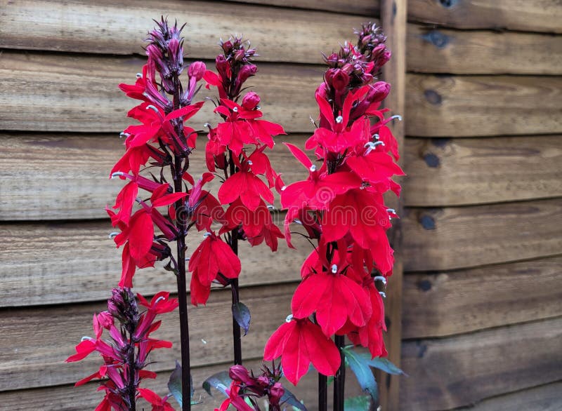Red lobelia stock photo. Image of flower, plants, leaf - 328854444