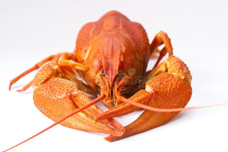 2,611 Large Red Lobster Stock Photos - Free & Royalty-Free Stock Photos ...