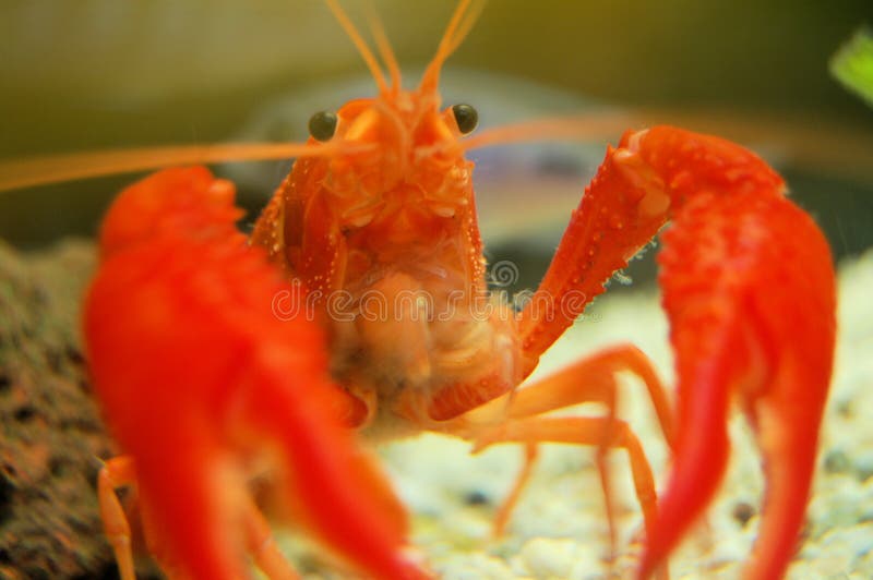 1,504 Big Red Lobster Stock Photos - Free & Royalty-Free Stock Photos ...