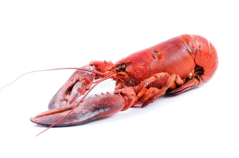 Cooked European Common Red Lobster Stock Image - Image of freshness ...