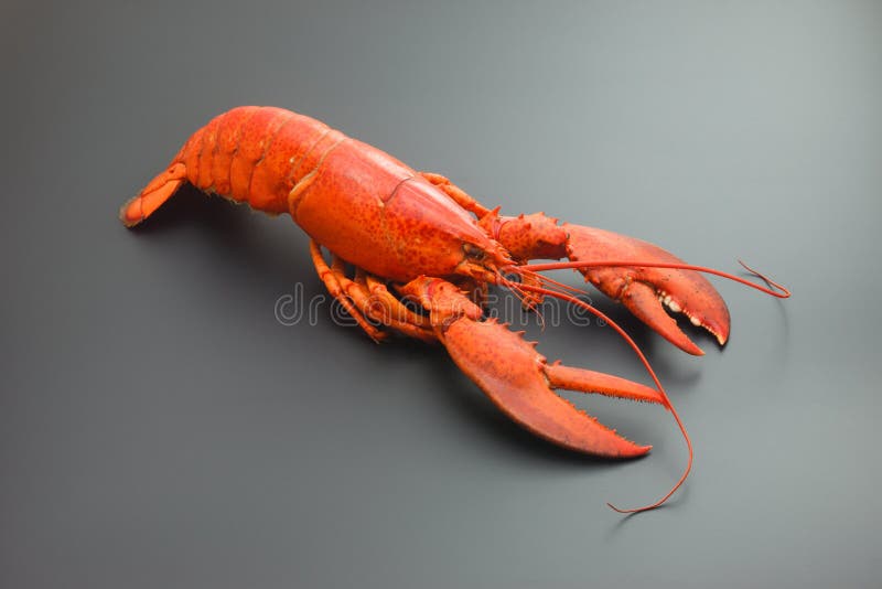 Red Lobster stock image. Image of freshness, gourmet - 27688265