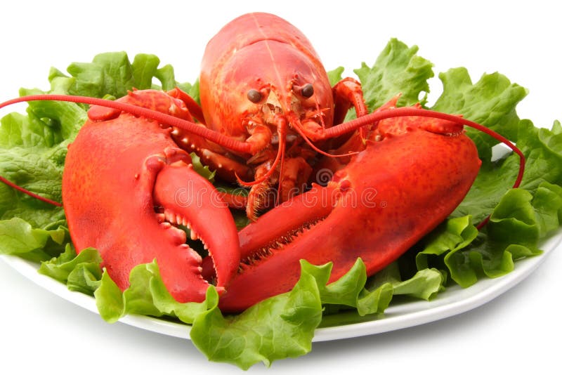 Red lobster stock photo. Image of cutout, claw, healthy - 4498094